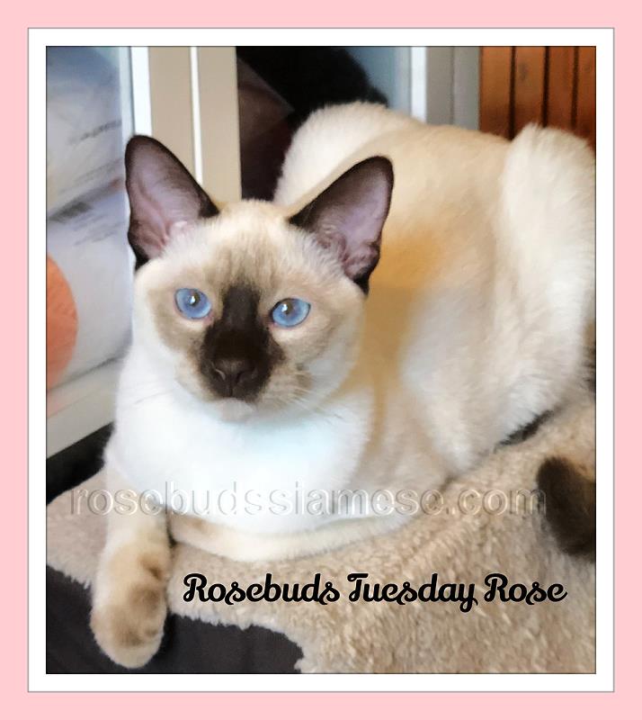 Siamese Cat Queens Ft Wayne Indiana | Rosebuds Siamese