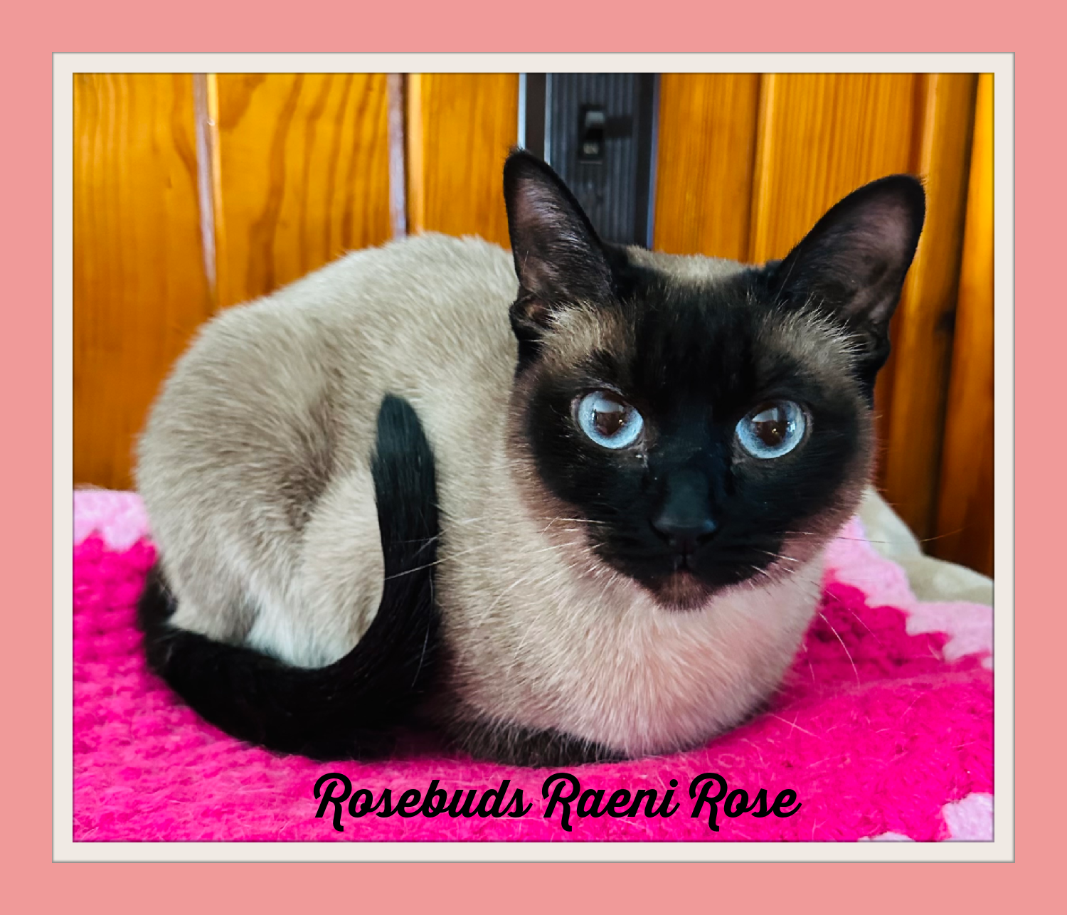 Siamese Cat Queens Ft Wayne Indiana | Rosebuds Siamese