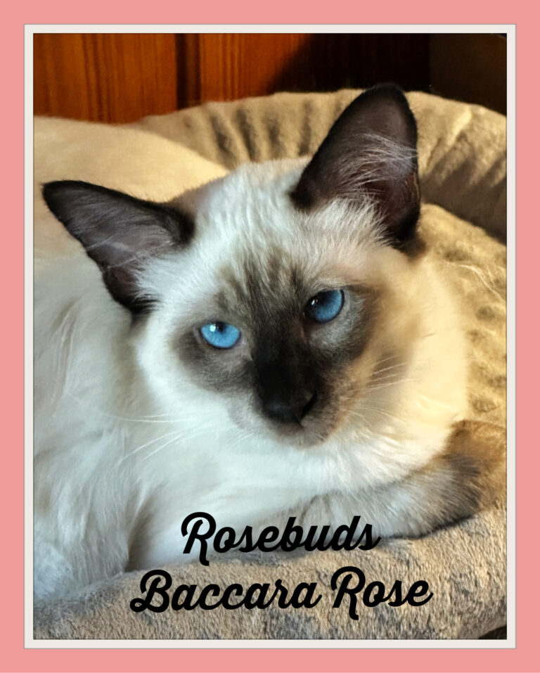 Siamese Cat Queens Ft Wayne Indiana | Rosebuds Siamese