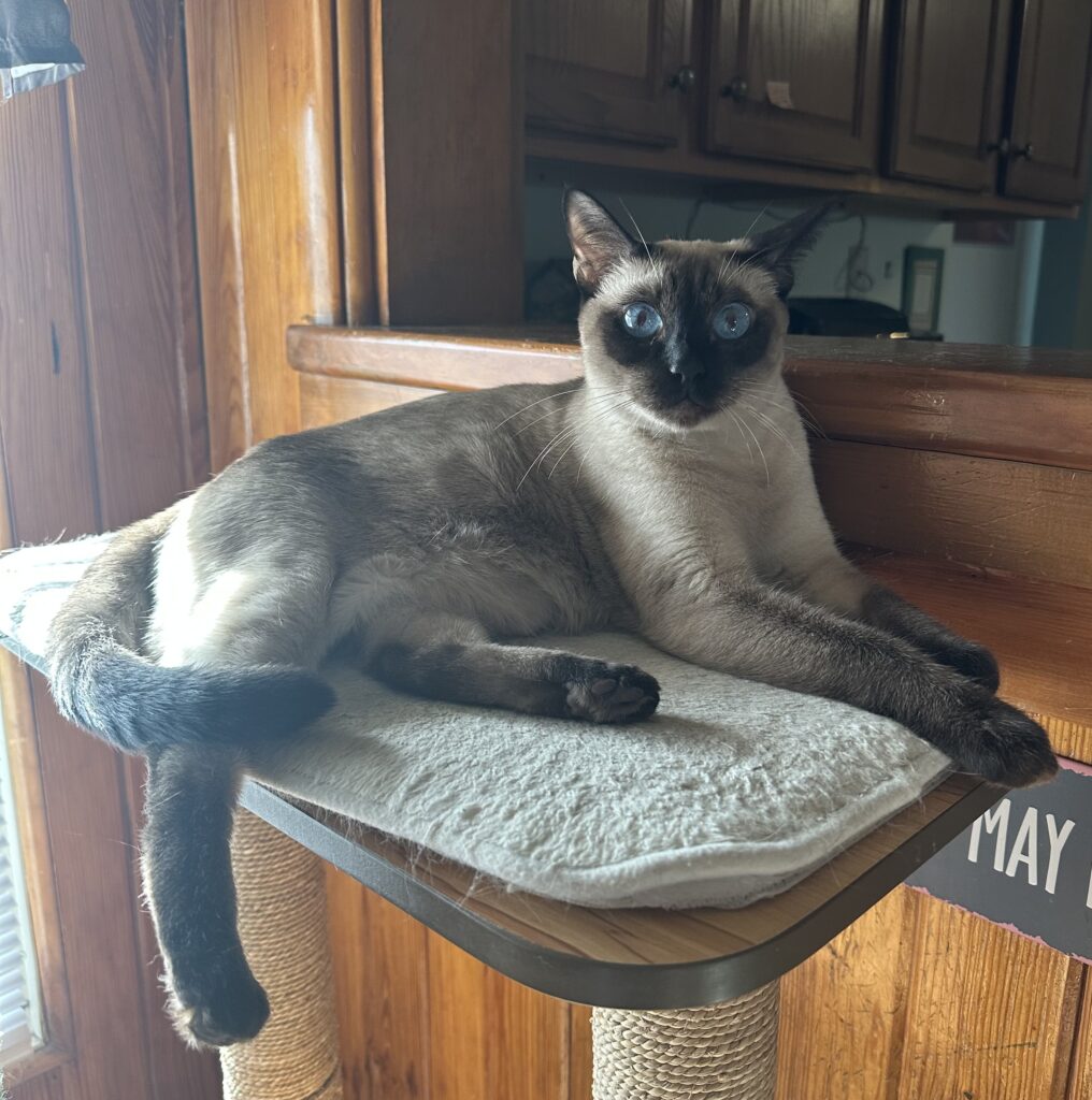 Siamese Cat Queens Ft Wayne Indiana | Rosebuds Siamese